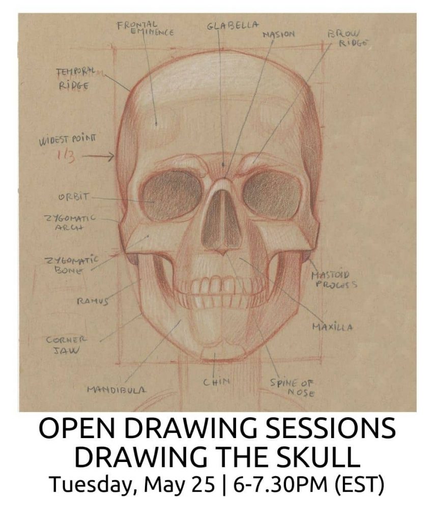 Open Drawing Session | Drawing the Skull, front and side view ...