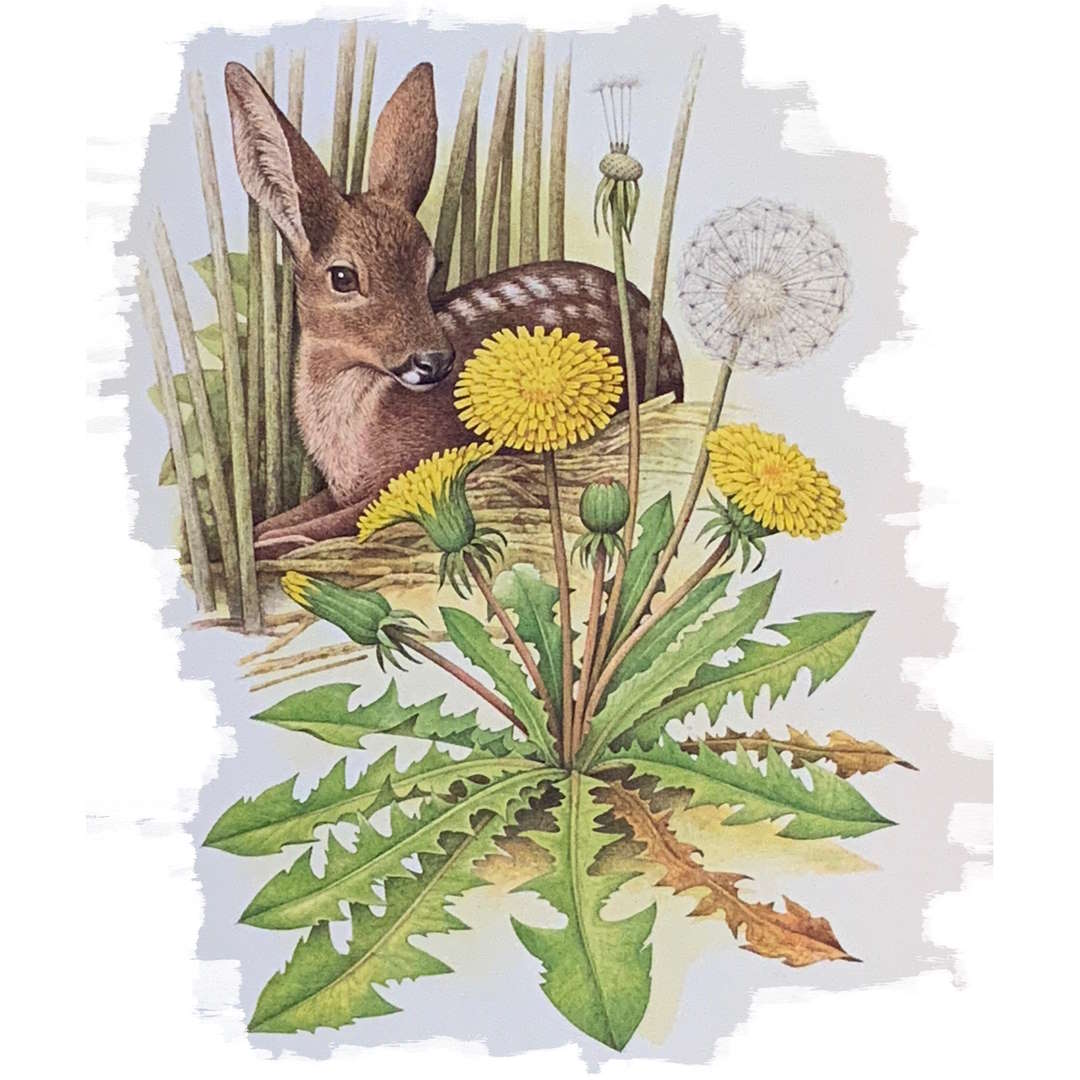 A Walk in the Woods with Watercolors - Roberto Osti's Web Site