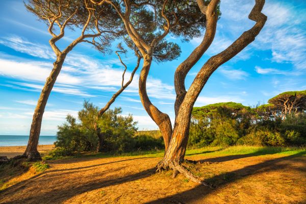 Tuscany Workshop Summer 2024 - Roberto Osti's Web Site